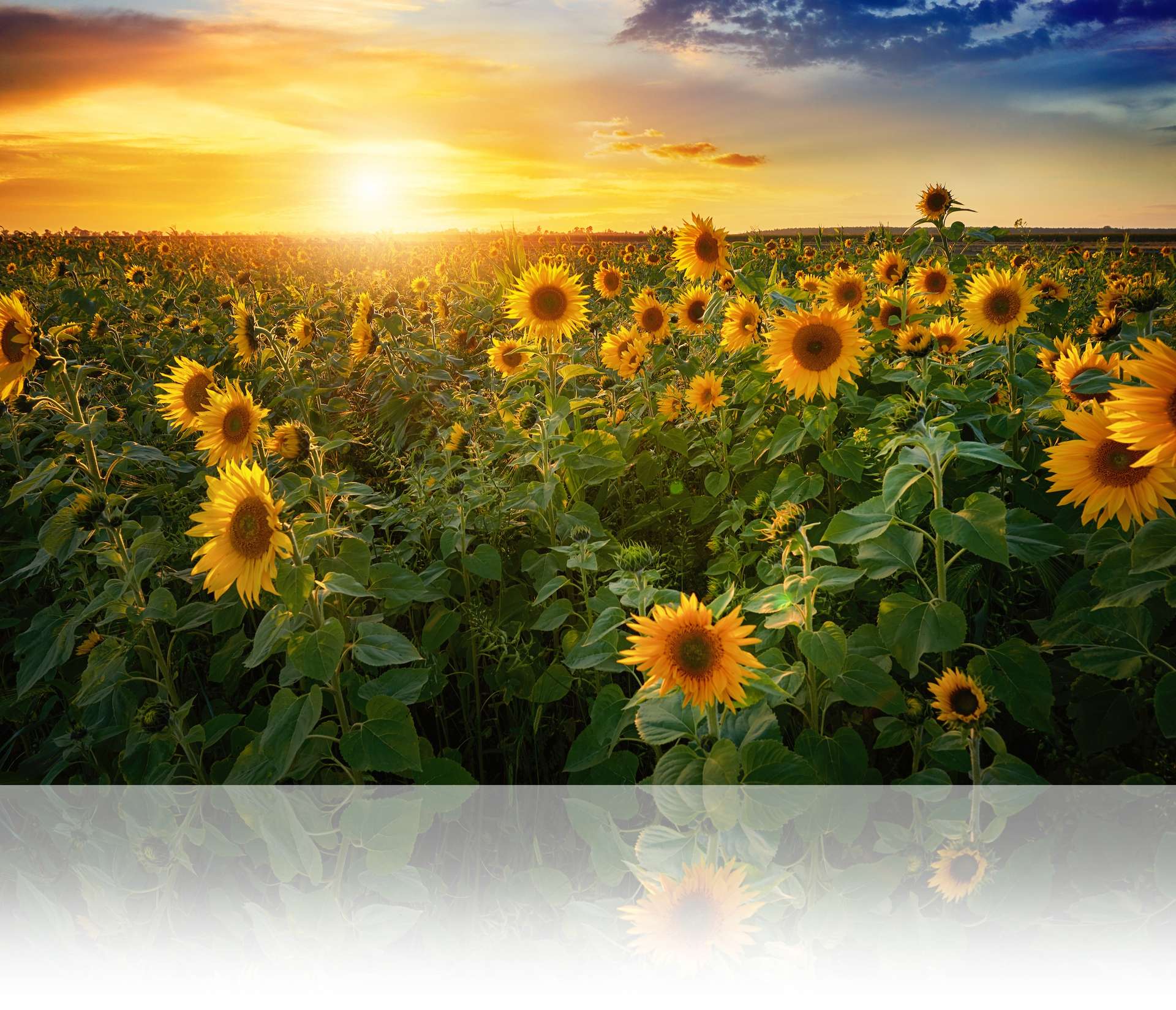 Mémoires cellulaires - Sarah Fluck